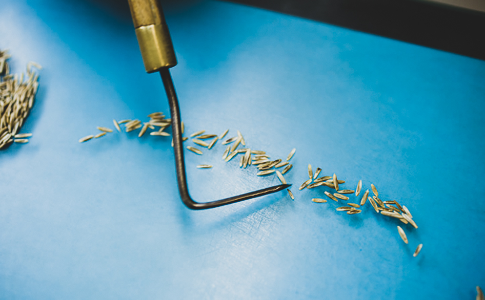 Seed Laboratory – AsureQuality