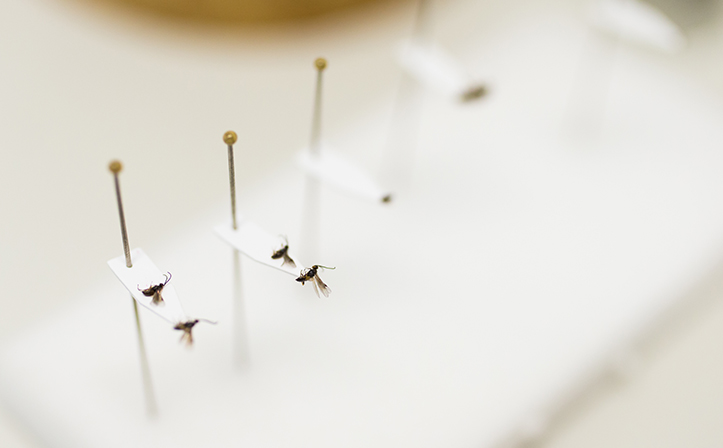 Pest Management - Entomology - Insect Identification NZ | AsureQuality