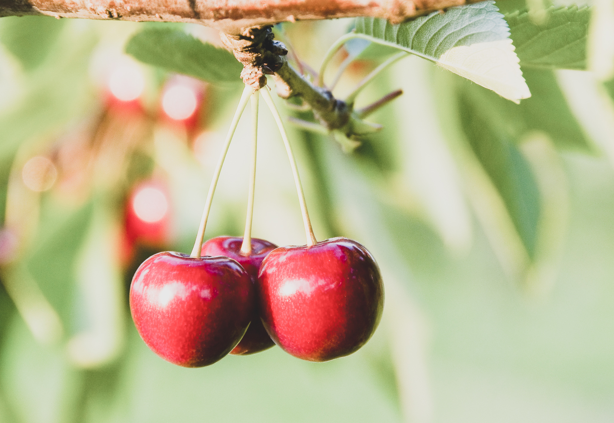 Residue Testing - Laboratory Testing | AsureQuality