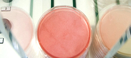 Food Chemistry - Chemical Analysis - Nutritional Information Panel ...